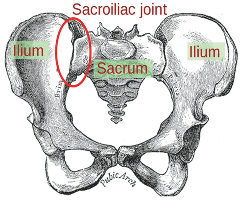 Sacroiliac (SI) Joint Dysfunction • Southwest Florida's Health and ...
