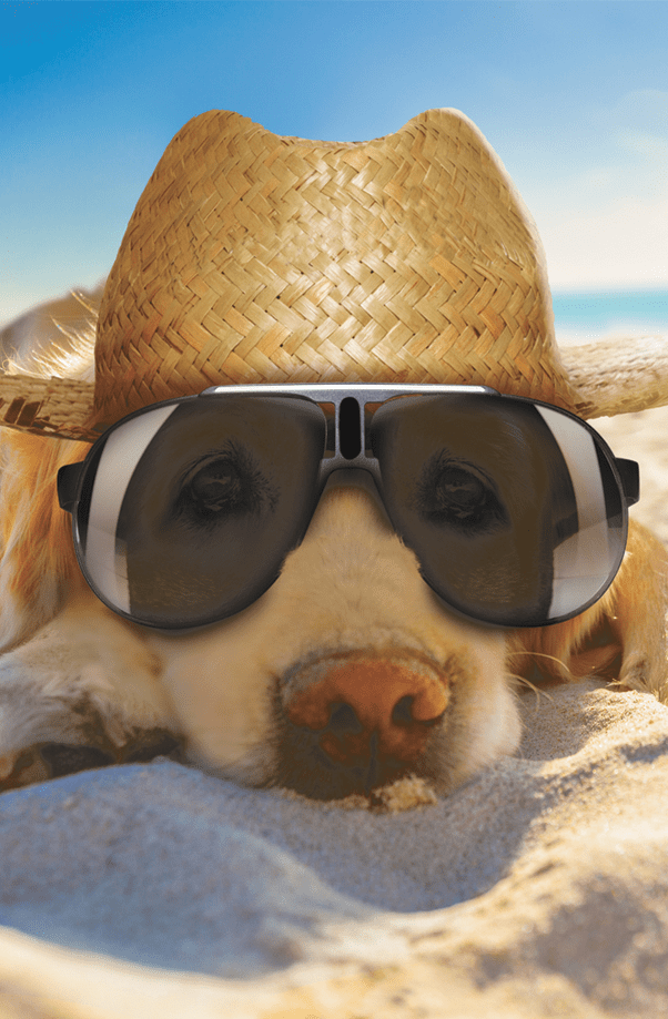 Seasonal Pets Need Continuity of Care: What You Should Know • Southwest ...